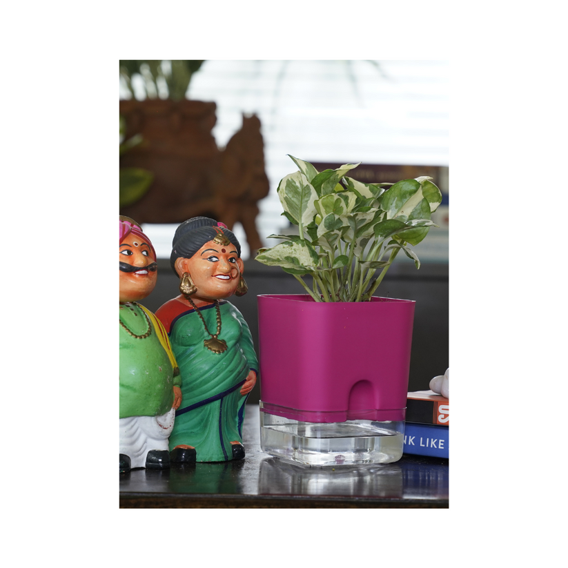 Enjoy Pothos-top 10 indoor plants-pothos plant – Nature's Magic