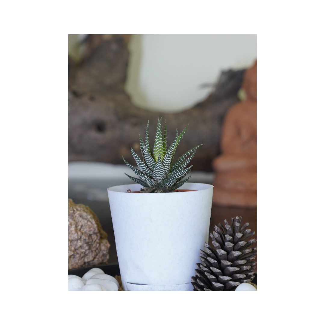 ZebraHaworthia-air purifying indoor plants-self watering plant-aloe ...