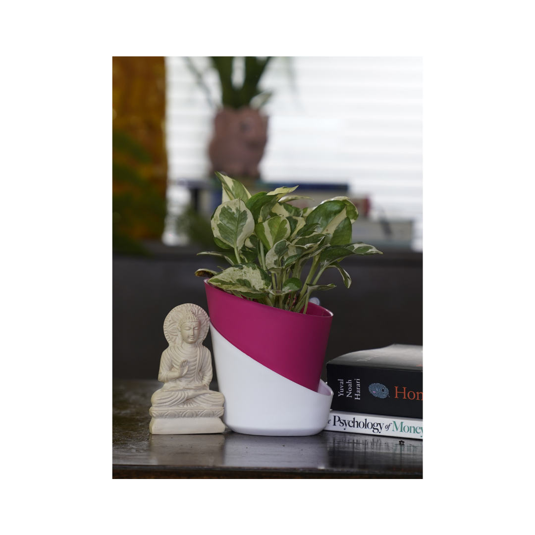 enjoy pothos-pothos-best indoor plants for home – Nature's Magic