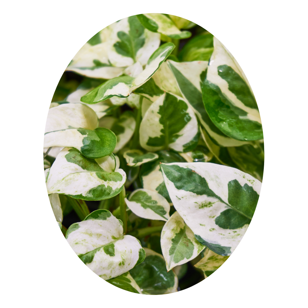 enjoy pothos-pothos-best indoor plants for home – Nature's Magic